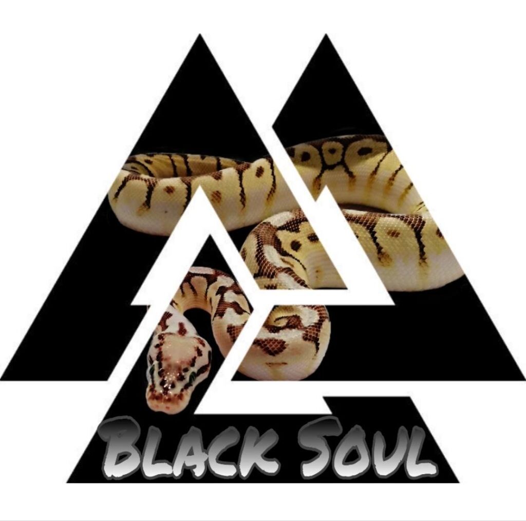 Home - BALL PYTHON BLACK SOUL