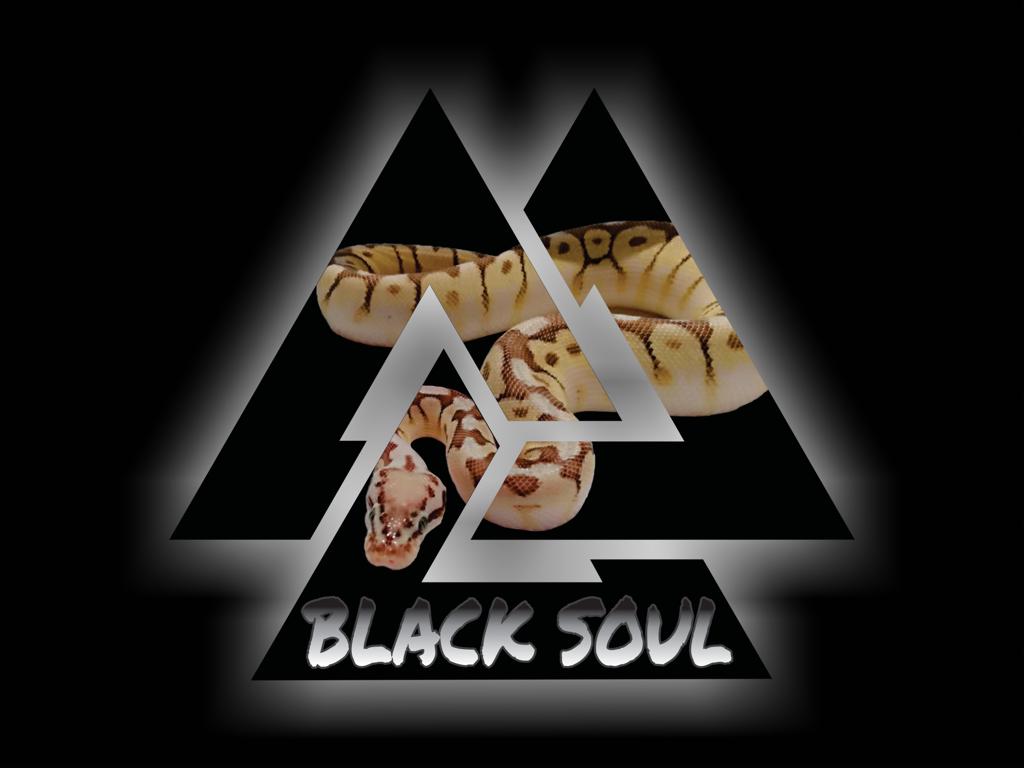 Home - BALL PYTHON BLACK SOUL