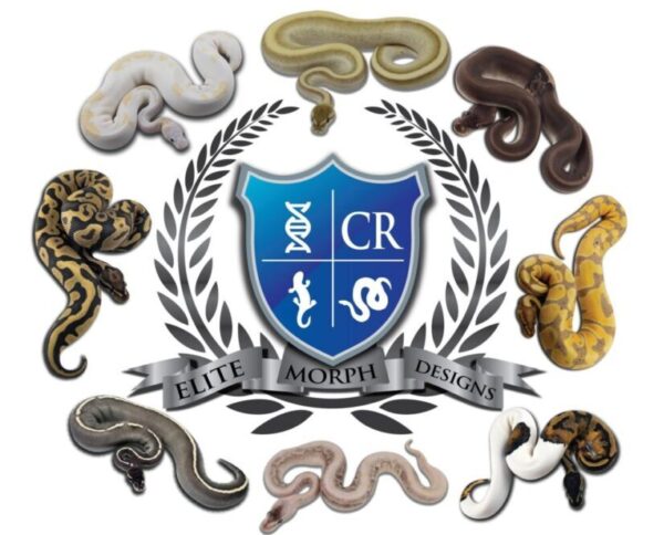 Home - BALL PYTHON BLACK SOUL