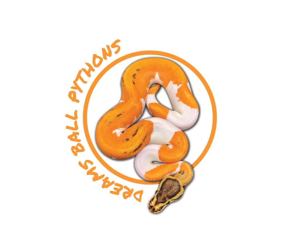 Home - BALL PYTHON BLACK SOUL