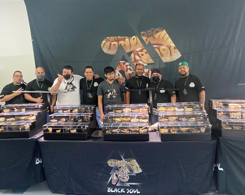 Home - BALL PYTHON BLACK SOUL