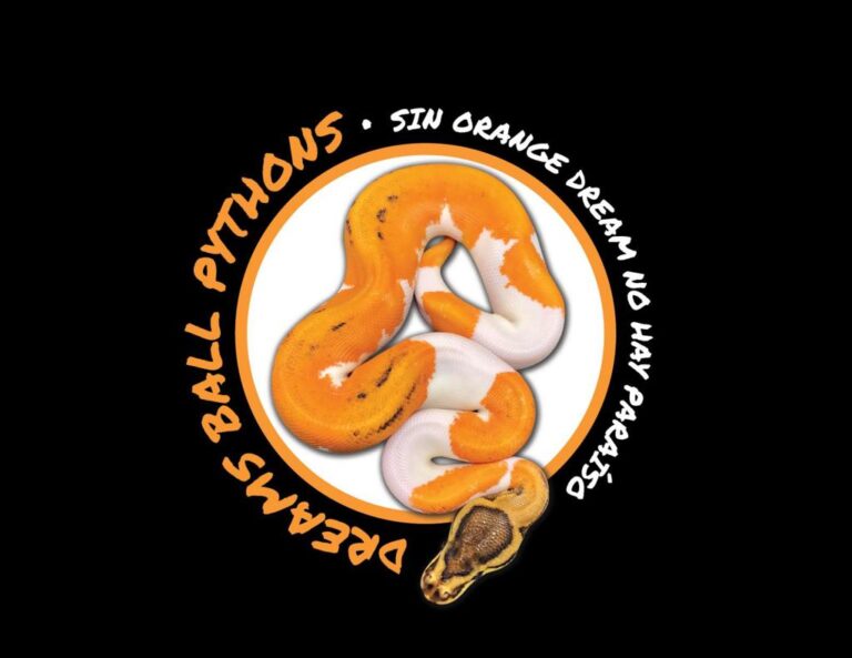 Home - BALL PYTHON BLACK SOUL