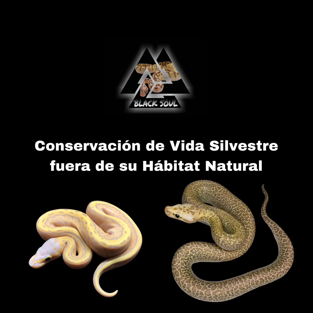 Home [ballpythonblacksoul.com]